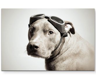 Paul Sinus Art Leinwandbilder | Bilder Leinwand 120x80cm Pitbull Portrait mit Pilotenbrille