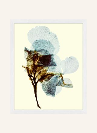 Any Image Any Image Wandbild Blumentextur Mit Rahmen weiss