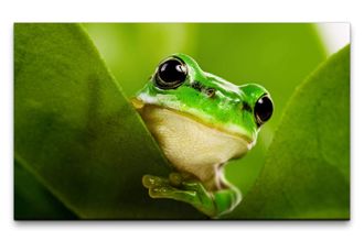 Paul Sinus Art Bilder XXL Frosch hinter Bl&auml;ttern 120x70cm Wandbild auf Leinwand