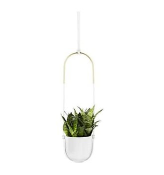 Umbra Bolo Blumenampel f&uuml;r Innen - H&auml;ngender Blumentopf f&uuml;r Anbringung an Wand und Decke, f&uuml;r Zimmerpflanzen, Sukkulenten, Luftpflanzen, Kakteen, Kunstpflan