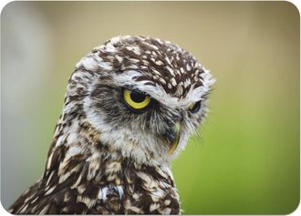 Fabulous Platzset, weich, Unterseite aus Kork, Deckchen, Baby, Eule, wunderschönes Tier, Wildleben, Foto, Natur, großes Format 39,5 x 28,5 cm