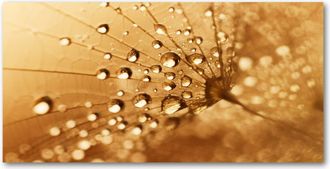 Tulup Leinwandbild - Wandkunst - Drucke auf Leinwand - Leinwanddruck -100x50 cm - Blumen & Pflanzen - Braun - Pusteblume