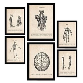 Nacnic Membres et cerveau Affiches. Illustrations M&eacute;dicales de Style Vintage de lanatomie, des Parties du Corps, des Os et des Muscles. Design dint&eacute;rieur et 