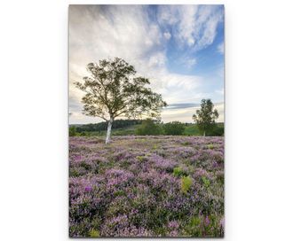 Paul Sinus Art Leinwandbilder | Bilder Leinwand 90x60cm bl&uuml;hende Heidelandschaft