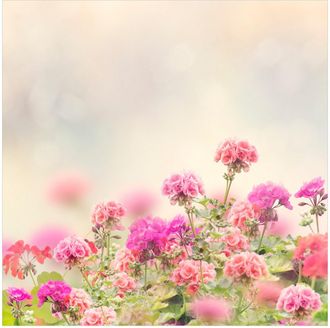 Wallario Sticker/Aufkleber für Kühlschrank/Geschirrspüler/Küchenschränke, Selbstklebende Folie - 60 x 60 cm, Motiv: Zarte Blüten in Rosa