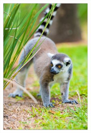 Wallario selbstklebendes Poster - Katta auf Entdeckungstour, Aufkleber in Premiumqualit&auml;t, Klebefolie Gr&ouml;&szlig;e: 61 x 91,5 cm (Maxiposter)