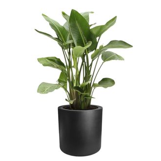 ELHO Pure Cilinder Wheels 40 - Blumentopf f&uuml;r Innen & Au&szlig;en - Recycelter Kunststoff - &Oslash; 39.5 x H 40 cm - Schwarz/Schwarz