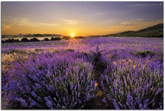 Wallario Outdoor-Poster für Garten oder Balkon Sonnenuntergang über dem Lavendel, Motivbanner Größe: ca. 60 x 90 cm, Outdoor-Bild