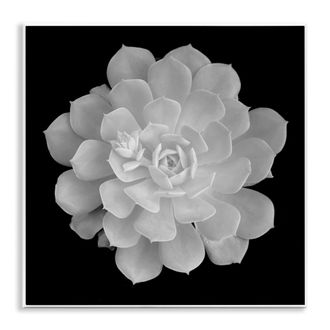 Stupell Industries Pure White Succulent Contrast Wall Plaque Art, Design by Phillip Flowers, 30,5 x 30,5 cm