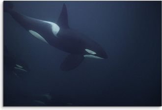 Paul Sinus Art Sinus Art Wandbild 120x80cm Tierfotografie - Orcawale im Meer