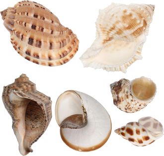 Cabilock 6 Stück Teiliges Dekorative Natürliche Meeresschnecken und Muscheln als Aquarium Deko und Versteck für Fische und Krabben Zubehör für Tropische Aquari