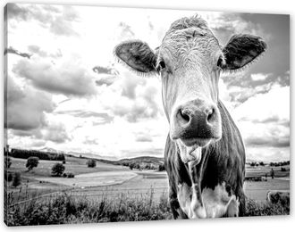 Pixxprint Nahaufnahme Kuh auf grüner Weide, Monochrome, Größe: 80x60cm, Leinwandbild, fertig gespannt, Wandbild, Dekoration, Kunstdruck, kein Poster