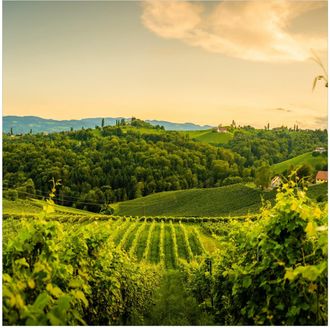 Wallario Sticker/Aufkleber f&uuml;r K&uuml;hlschrank/Geschirrsp&uuml;ler/K&uuml;chenschr&auml;nke, Selbstklebende Folie - 60 x 60 cm, Motiv: Abendlicht &uuml;ber Weinbergen