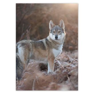 Generic H7711 Foto Bild Poster Wandkunst Dekor 50x70cm Wolf W&ouml;lfe Wolf