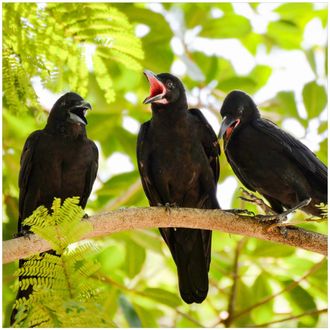 Wallario Sticker/Aufkleber f&uuml;r K&uuml;hlschrank/Geschirrsp&uuml;ler/K&uuml;chenschr&auml;nke, Selbstklebende Folie - 60 x 60 cm, Motiv: Kr&auml;hen im Gespr&auml;ch