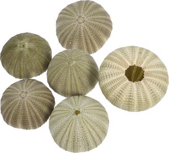 BESPORTBLE WEKADRIN Nat&uuml;rliche Seeigelschalen 6 St&uuml;ck 4 6cm Dekorative Muscheln f&uuml;r Luftpflanzenhalter Selbstgemacht Blument&ouml;pfe Maritime Partydeko Nat&uuml;rliche St