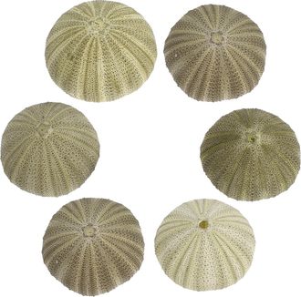 BESPORTBLE UTHCLO Seeigelschalen 6 St&uuml;ck Nat&uuml;rliche Maritime Dekoration f&uuml;r Aquarien und Selbstgemacht Projekte Vielseitige Muschelornamente f&uuml;r B&uuml;ro und Zuhause