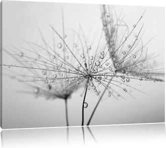 Pixxprint Pusteblume bedeckt mit Tropfen, Größe: 100x70cm, Leinwandbild, fertig gespannt, Wandbild, Dekoration, Kunstdruck, kein Poster
