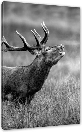 Pixxprint Röhrender Hirsch im Feld, Monochrome, Größe: 60x40cm, Leinwandbild, fertig gespannt, Wandbild, Dekoration, Kunstdruck, kein Poster