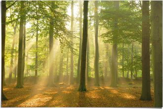 Reinders Poster, Sunbeam Forest, Schlafzimmer, Poster, Wanddeko, Room Decor, 150 gr. gl&auml;nzend Bilderdruckpapier, Gr&uuml;n, 61 x 91,5
