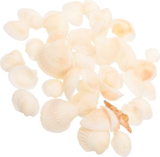 Pretyzoom Gatuida Naturbelassene Muschel Dekorationssets Aus Weißen Jakobsmuscheln Handgefertigte Bastelmaterialien Für Selbstgemacht Schmuck Und Aquarium Deko 