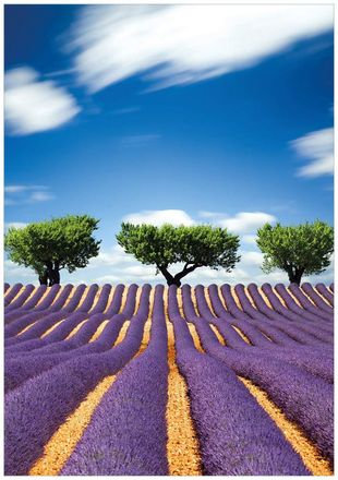 Wallario Poster - Abstraktes lila Blumenfeld mit Lavendel in Premiumqualität, Größe: 70 x 100 cm (Riesenposter)