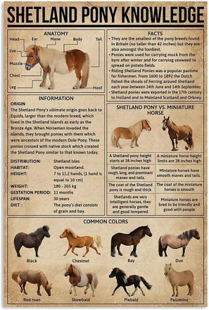 321 Blechschild Shetland-Pony-Wissen Vintage Shetland-Pony-Informationen Blechschilder Retro Metall Wandschild Vintage Kunst Wand Plakette F&uuml;r K&uuml;che, Bade