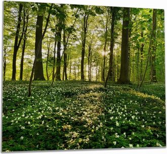 Wallario Herdabdeckplatte/Spritzschutz aus Glas, 1-teilig, 60x52cm, f&uuml;r Ceran- und Induktionsherde, Waldanemonen und Sonnenstrahlen im Wald