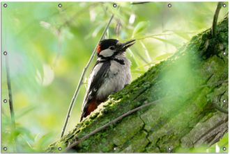 Wallario Outdoor-Poster f&uuml;r Garten oder Balkon Specht im gr&uuml;nen Versteck, Motivbanner Gr&ouml;&szlig;e: ca. 120 x 180 cm, Outdoor-Bild