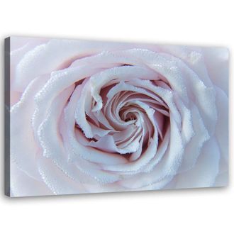 Feeby Wandbild Rose Druckbild Leinwandbild f&uuml;r Wohnzimmer Wei&szlig; 60x40 cm