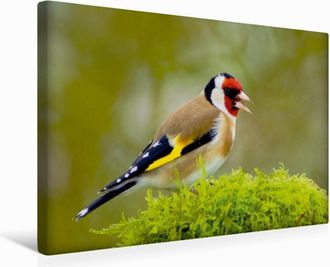 Calvendo Premium Textil-Leinwand 45 x 30 cm Quer-Format Stieglitz | Wandbild, HD-Bild auf Keilrahmen, Fertigbild auf hochwertigem Vlies, Leinwanddruck von Lutz