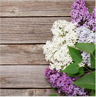 Wallario Sticker/Aufkleber f&uuml;r K&uuml;hlschrank/Geschirrsp&uuml;ler/K&uuml;chenschr&auml;nke, Selbstklebende Folie - 60 x 60 cm, Motiv: Fliederbl&uuml;ten auf Holz