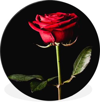 MuchoWow Wandbild Rund Wanddeko Deko Wohnzimmer Bilder 30x30 cm Eine rote Rose auf schwarzem Hintergrund