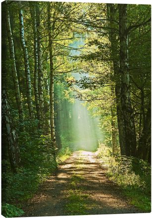 Posterlounge Weg ins Licht Leinwandbild von Moqui, Daniela Beyer 60 x 80 cm Grün Wandbilder Wanddeko