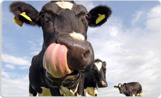 Wallario Frühstücksbrettchen aus Glas, Glasunterlage, Glasbrettchen Lustige Kuh auf der Weide mit herausgestreckter Zunge, Größe 14 x 23 cm, Sicherheitsglas