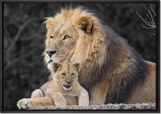 Pixxprint L&ouml;we kuschelt mit kleinem Jungtier Leinwandbild 100x70 cm im Bilderahmen, Wandbild, Schattenfugenrahmen, Kein Poster