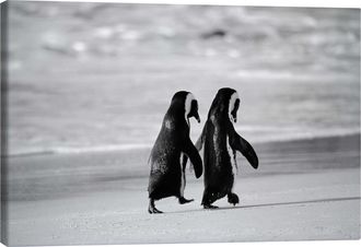 Posterlounge Pinguine gehen Hand in Hand Leinwandbild von Stuart Westmorland 90 x 60 cm Schwarz-Weiß Wandbilder Wanddeko