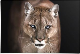 Reinders Poster, Puma, Schlafzimmer, Poster, Wanddeko, Room Decor, 150 gr. gl&auml;nzend Bilderdruckpapier, Beige, 61 x 91,5cm