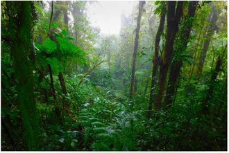 artboxONE Poster 90x60 cm Natur Der Urwald Costa Ricas hochwertiger Design Kunstdruck - Bild Dschungel Dschungel grün