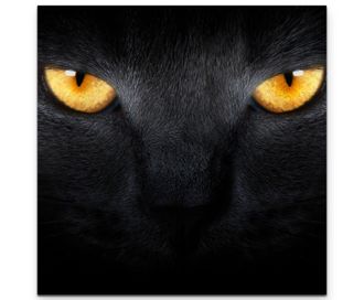Paul Sinus Art Leinwandbilder | Bilder Leinwand 60x60cm Antlitz Einer schwarzen Katze - Nahaufnahme