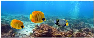 Wallario selbstklebendes Poster - Bunte Fische im Meer, Aufkleber in Premiumqualität, Klebefolie Größe: 50 x 125 cm