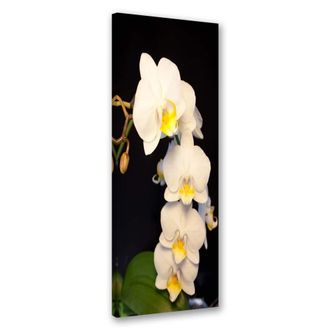 Feeby Bild auf Leinwand Blumen Kunstdruck modern Orchideen Wei&szlig; 30x90 cm