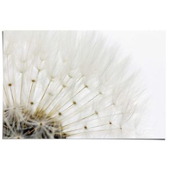 Reinders Poster, Pusteblume, Schlafzimmer, Poster, Wanddeko, Room Decor, 150 gr. gl&auml;nzend Bilderdruckpapier, Wei&szlig;, 61 x 91,5