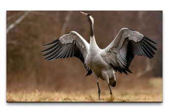 Paul Sinus Art Bilder XXL Kranich in einem Feld 120x70cm Wandbild auf Leinwand