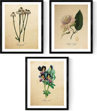 Nacnic Bilderset BOTANIK. Poster mit Botanikillustrationen. Bilder zum Einrahmen mit Naturillustrationen. Innendekoration. Hochwertiges Papier 250 g/qm - Pac