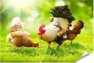 Islandburner XXL Bild Poster H&uuml;hner Frei Im Sonnenschein Wiesengr&uuml;n Premium Bilder Fotodruck