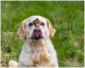 Wallario Poster - Hund trifft Leckerli in Premiumqualit&auml;t, Gr&ouml;&szlig;e: 40 x 50 cm
