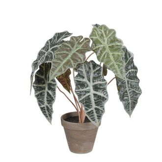 Mica Decorations Alocasia Green in Pot Stan Grey D13,5cm-h44xd36cm Künstliche Pflanzen, Mehrfarbig, einzigartig