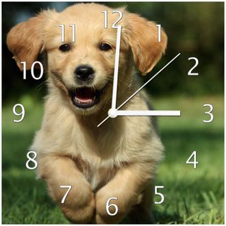 Wallario Design-Wanduhr Süßer Hund - Golden Retriever aus Glas, Motiv-Uhr Größe 30 x 30 cm, weiße Zeiger