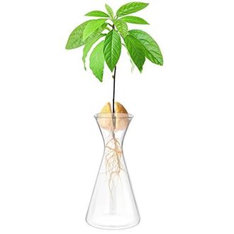 Generic Haoideo Avocado-Samen-Samen-Vase, Pflanzgefäß, Glas, Avocado, Baum, Pflanzvase, Set, Innenbereich, Heimdekoration, Hydrokultur, Tisch-Blumentopf für P